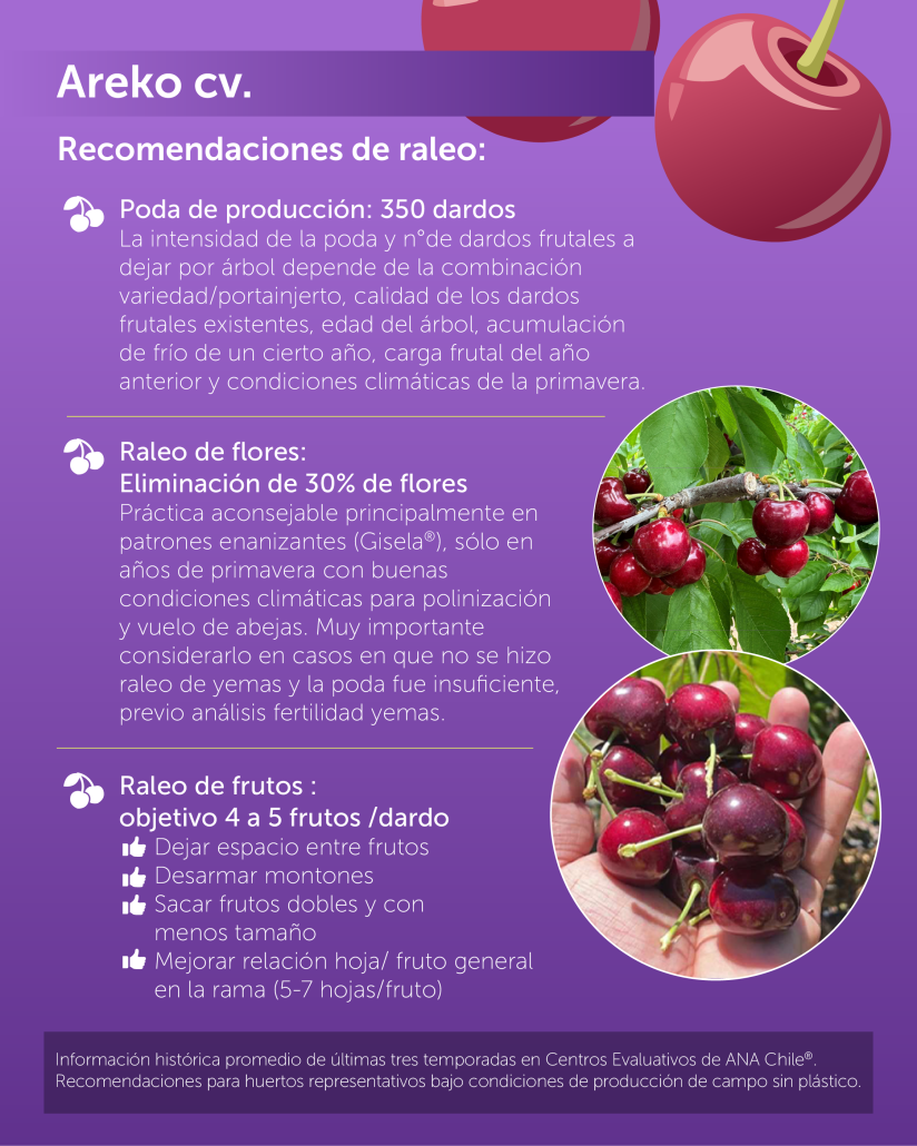 Consideraciones técnicas para la variedad de cereza Areko - Redagrícola