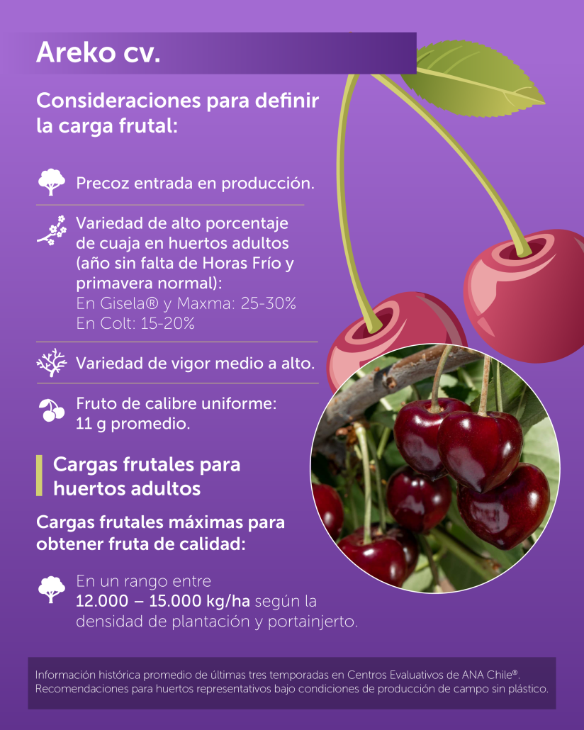 Consideraciones técnicas para la variedad de cereza Areko - Redagrícola