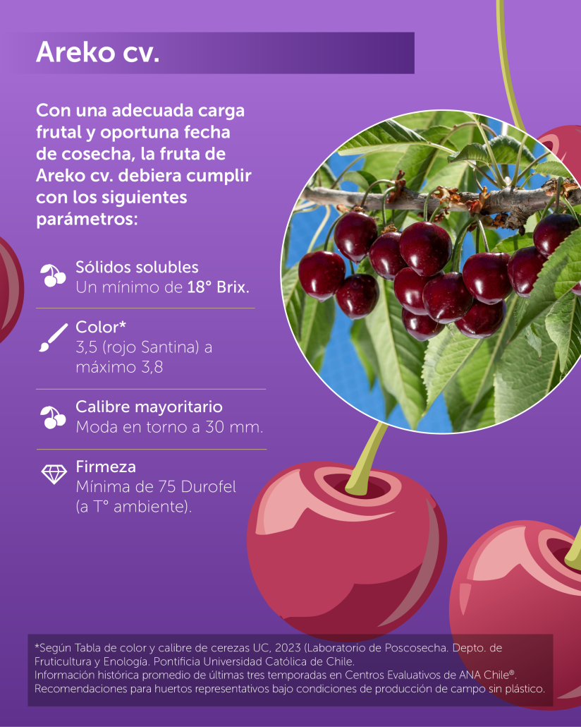 Consideraciones técnicas para la variedad de cereza Areko - Redagrícola