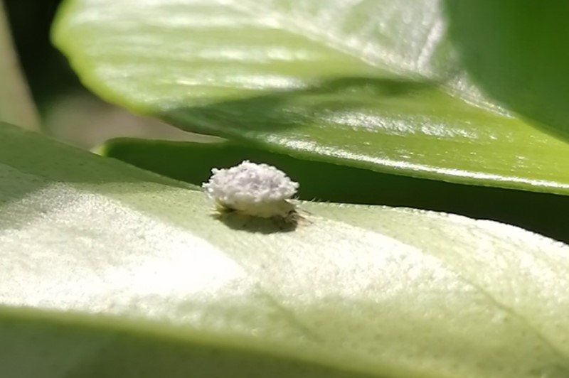 Crisopas, controladores naturales de insectos plaga - Redagrícola