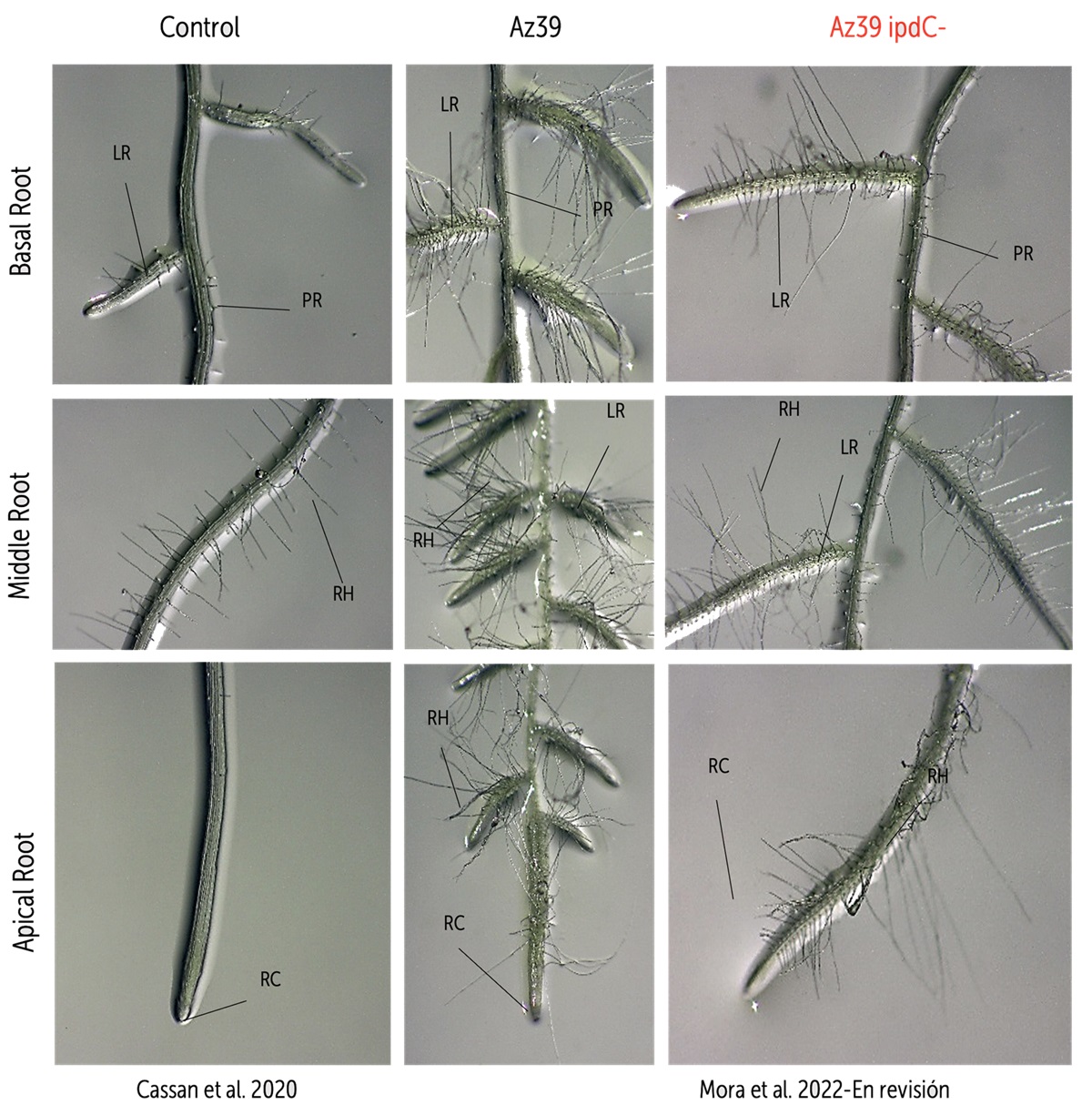 Azospirillum, la bacteria clave en la búsqueda de una agricultura sustentable - Redagrícola