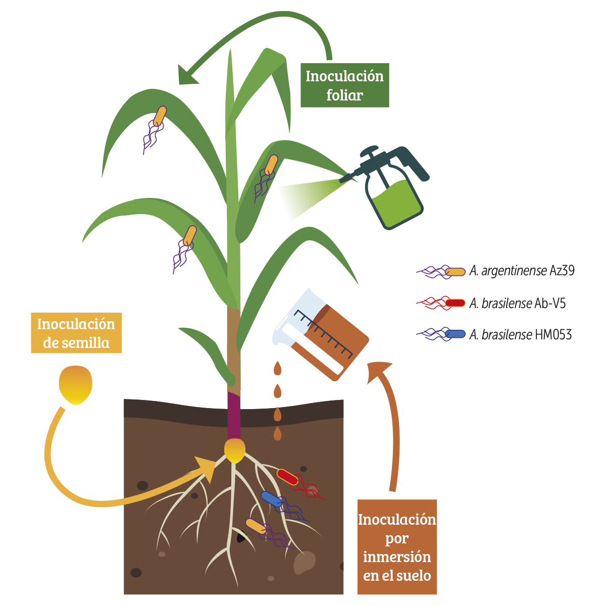 Azospirillum, la bacteria clave en la búsqueda de una agricultura sustentable - Redagrícola