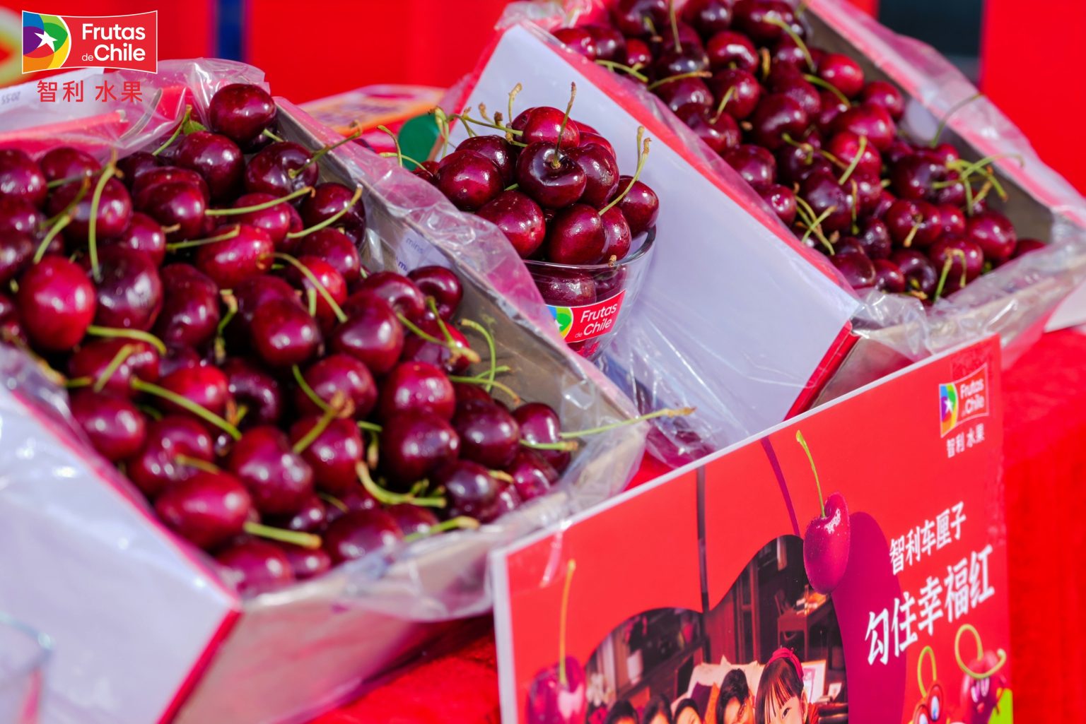 China recibe el primer Cherry Express de la temporada con 4.500 toneladas de cerezas frescas ...