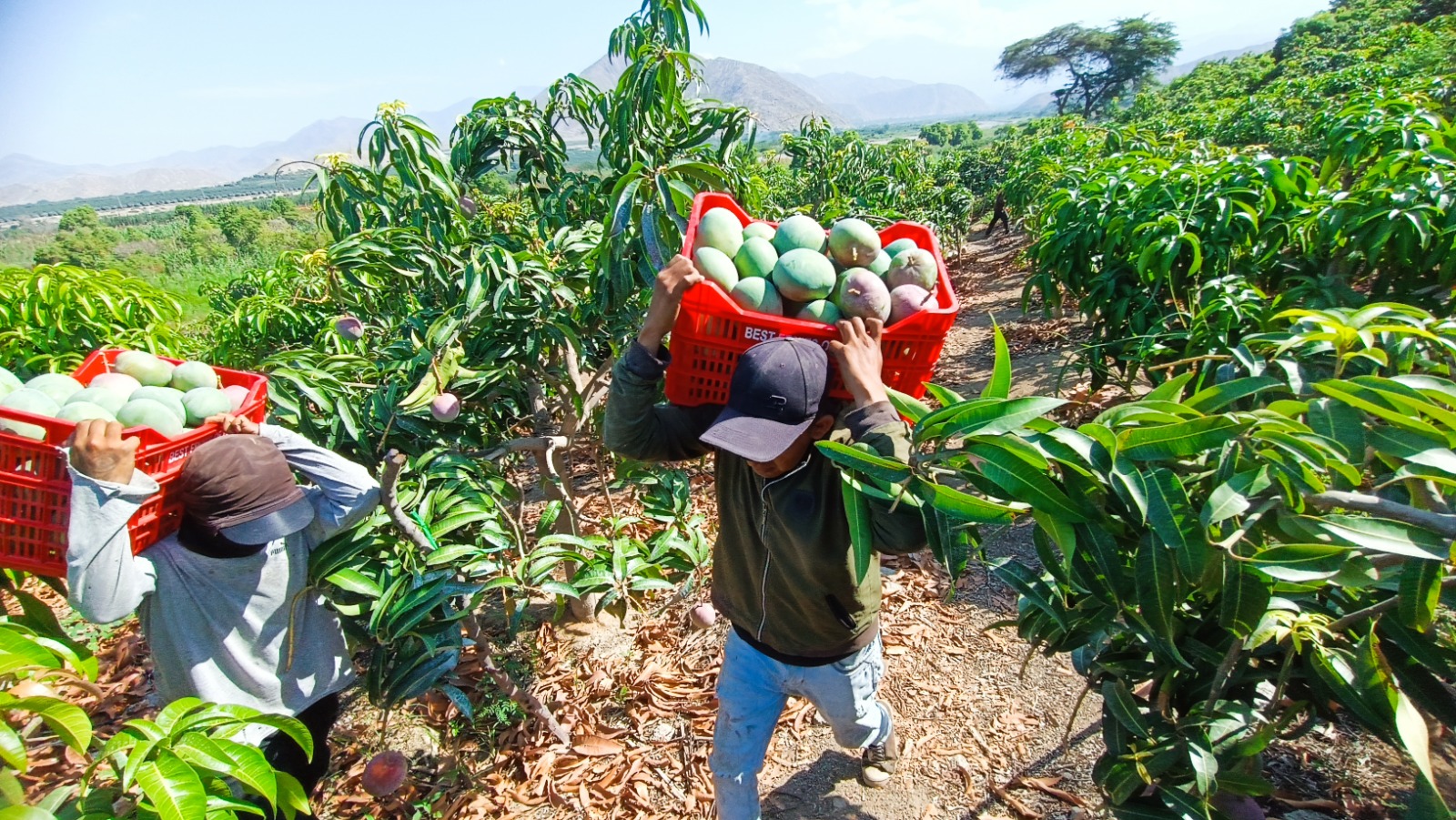 Promango: “Tenemos la peor campaña de la historia del mango” - Redagrícola