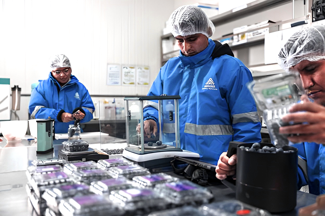 Agrovisión entra a la fiebre de las cerezas: se expande hacia Chile con ...