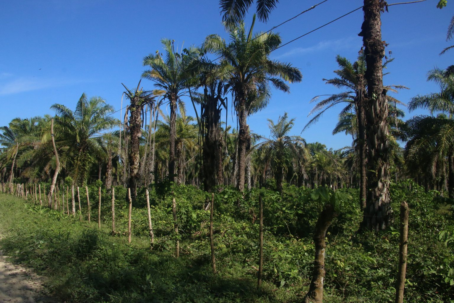 Manejo integrado, el gran aliado contra la pudrición del cogollo en ...