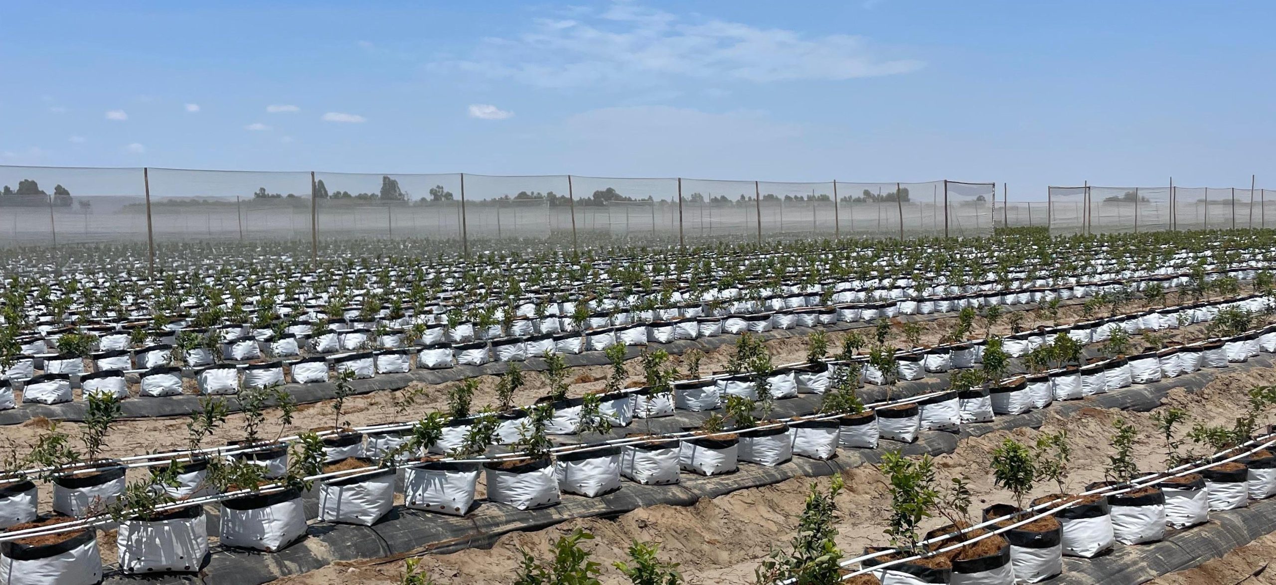 Inka’s Berries siembra 300 hectáreas Abril Blue en Ica: ¡Un hito en su ...