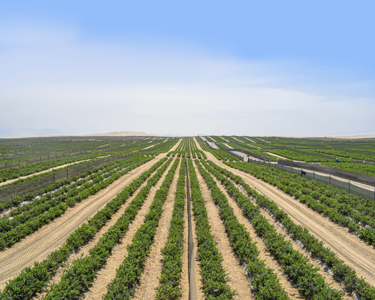 Family Farms Perú: un recambio ‘premium’ - Redagrícola