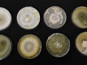 Trichoderma, el hongo que fortalece cultivos y combate plagas - Redagrícola