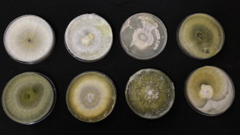 Trichoderma, el hongo que fortalece cultivos y combate plagas - Redagrícola