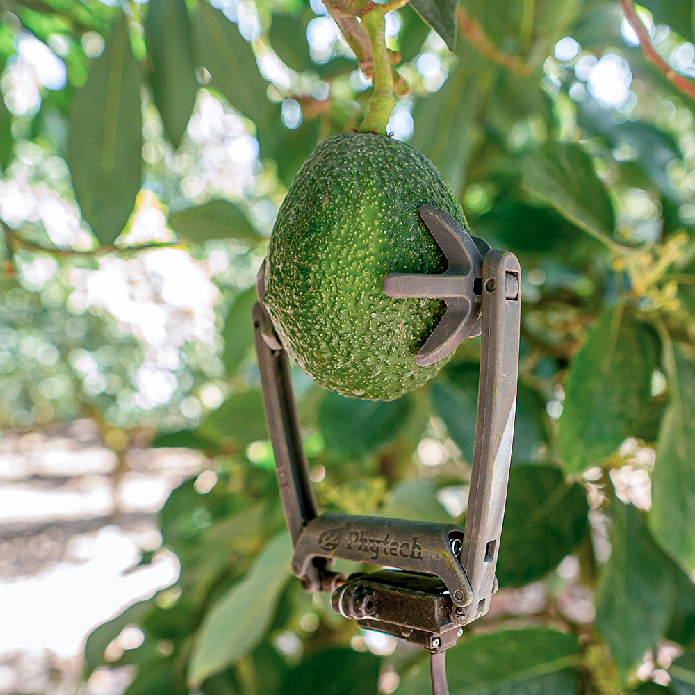 ¿Es hora de mirar más allá de Hass? - Redagrícola