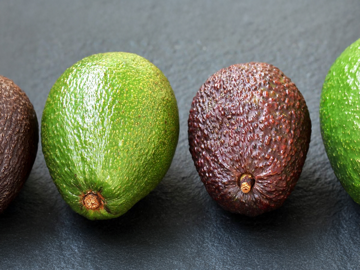 ¿Es hora de mirar más allá de Hass? - Redagrícola