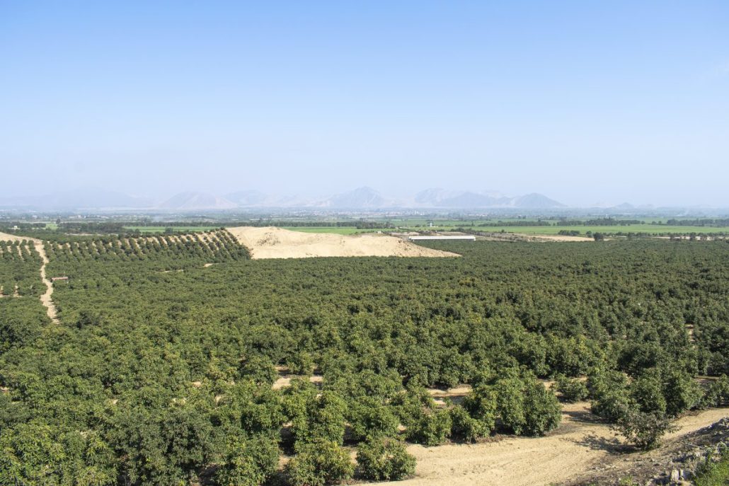 ¿Es hora de mirar más allá de Hass? - Redagrícola