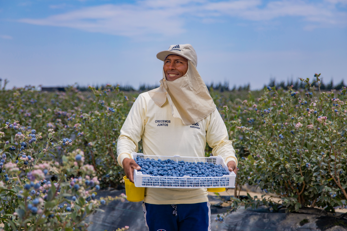 Para el CEO de Agrovision, el futuro del negocio de arándanos estará ...