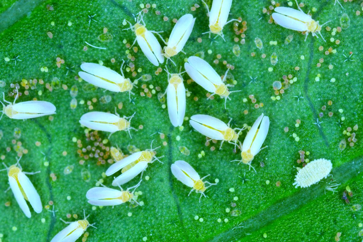Insectos Plaga Blancos En Las Plantas