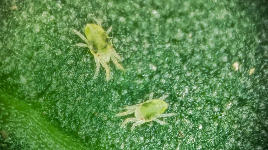 Tetranychus urticae Archives - Redagrícola