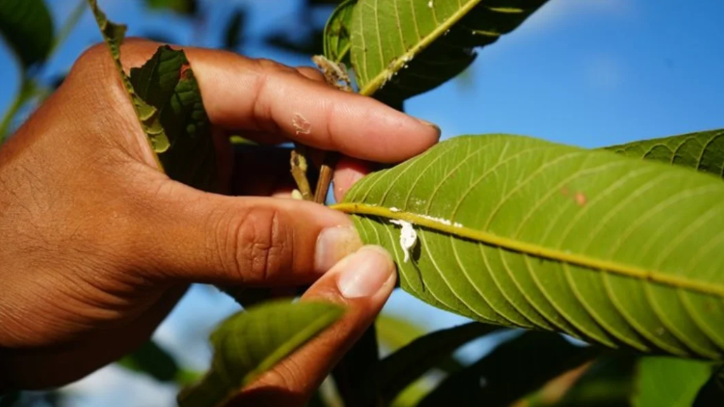 Cochinilla acanalada: Plaga que afecta cultivos