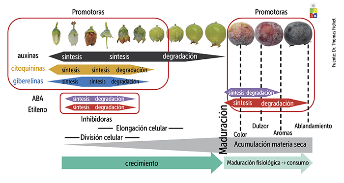 Cómo las fitohormonas regulan el crecimiento, floración y ...
