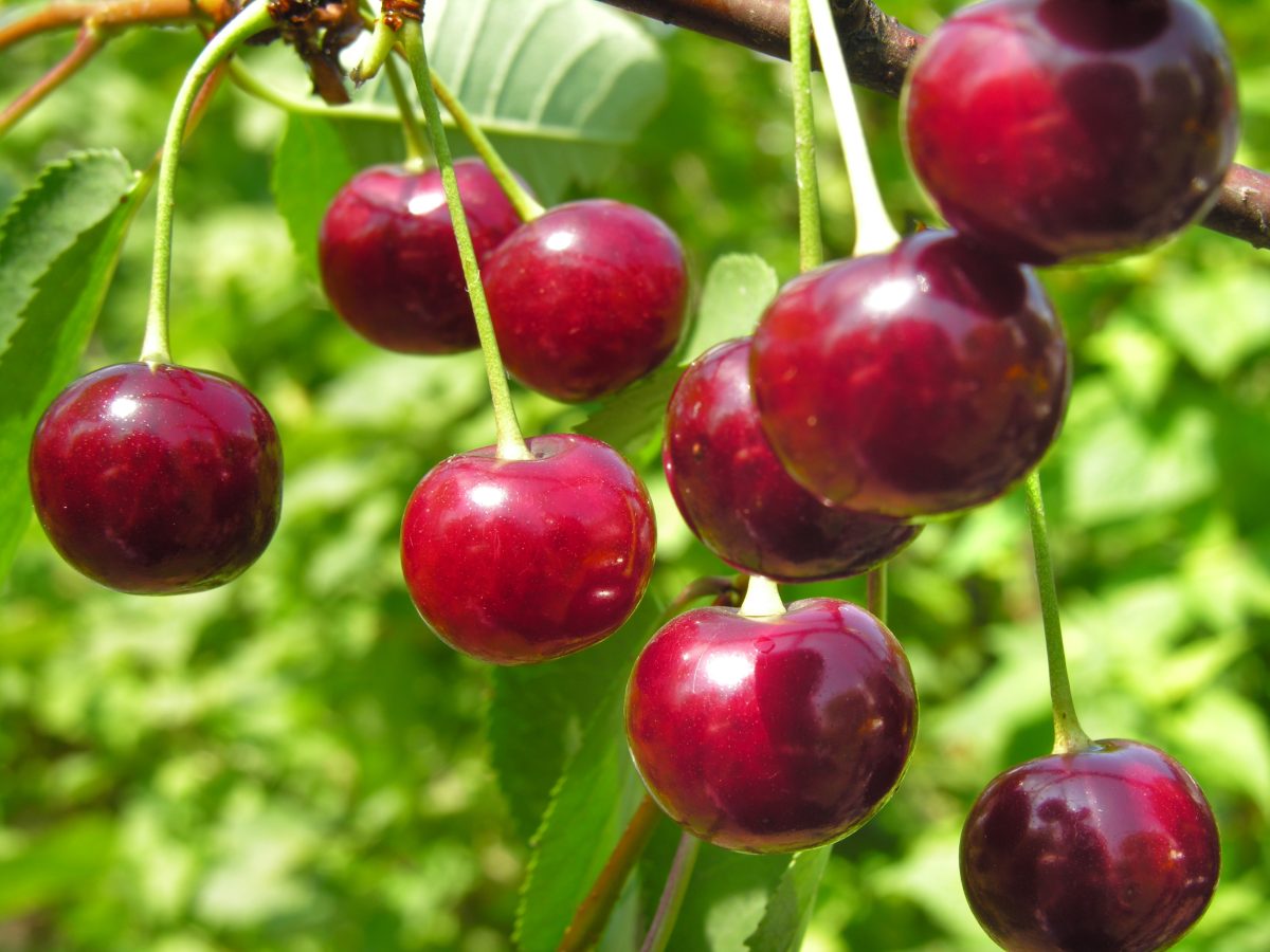 Las claves para superar la crisis de las cerezas en Chile - Redagrícola