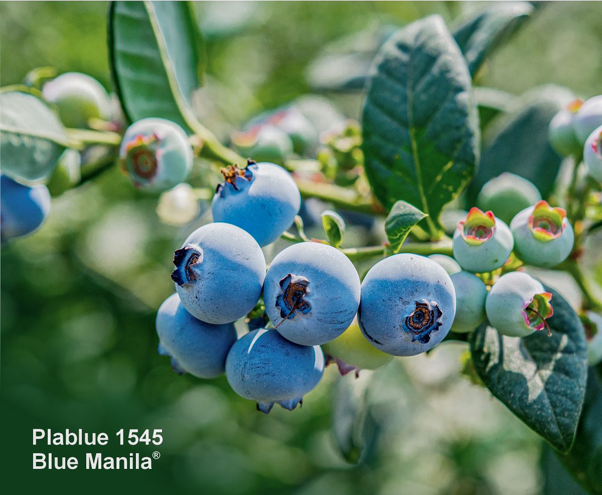 Planasa y su receta para el éxito del arándano: Sostenibilidad ...