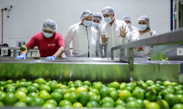 Yucatán se consolida como un referente nacional en la producción de ...