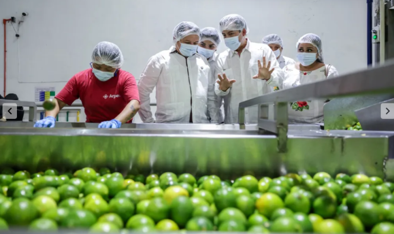 Yucatán se consolida como un referente nacional en la producción de ...