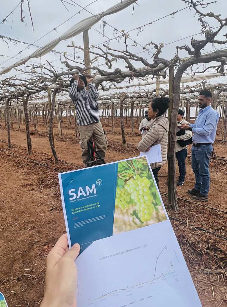 Uva de mesa chanchito blanco Bayer Perú: Estrategias - Redagrícola