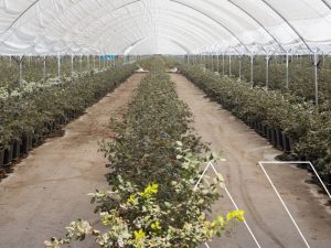 Agrovision México inicia operaciones en su nueva unidad de producción ...