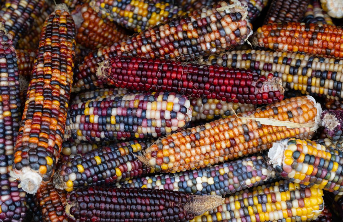 Fortalecen el cultivo de maíz nativo para la autosuficiencia del país ...