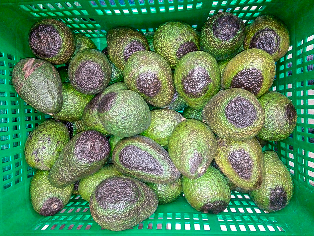 Cómo evitar el riesgo de Black Spot en la palta peruana - Redagrícola