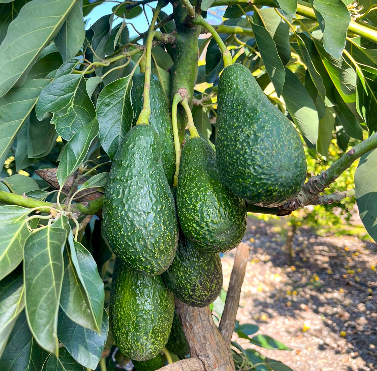 En paltos: manejos que mantienen al cultivo en una situación productiva ...