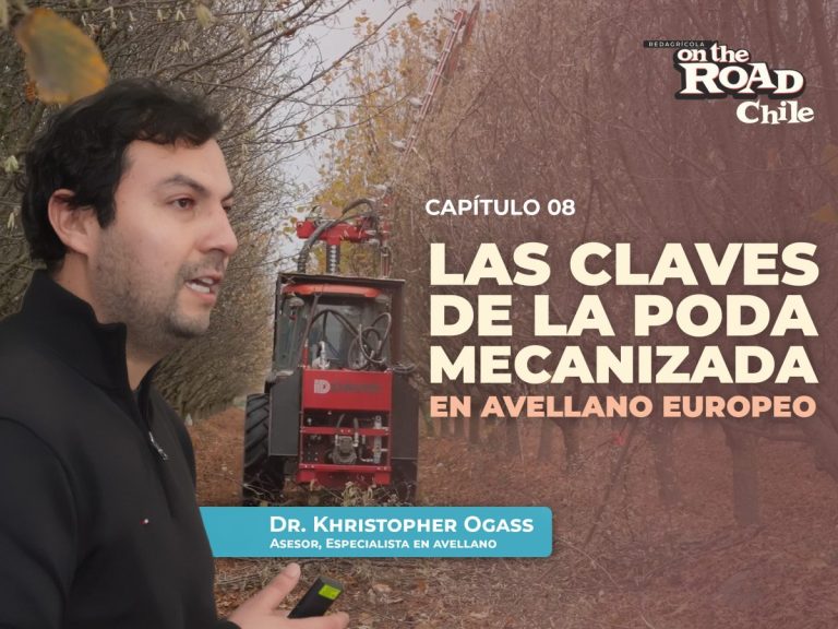 Poda mecanizada en avellano europeo: ¡bienvenida! - Redagrícola